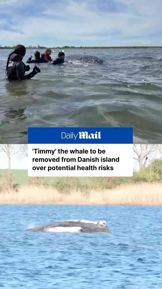 Officials plan removal of humpback whale carcass from Danish island