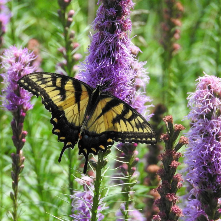 Liatris (blazing star) care and growing tips