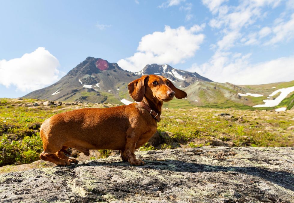 14 adorable dogs with very strong opinions about daily life