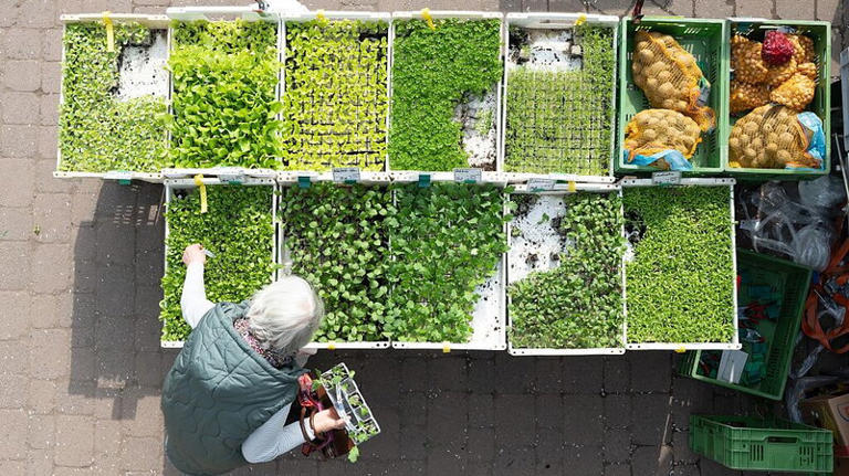 Giornata della biodiversità: appello contro la deregulation degli NGT