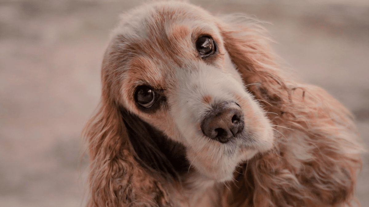 These dog breeds struggle the most with loneliness