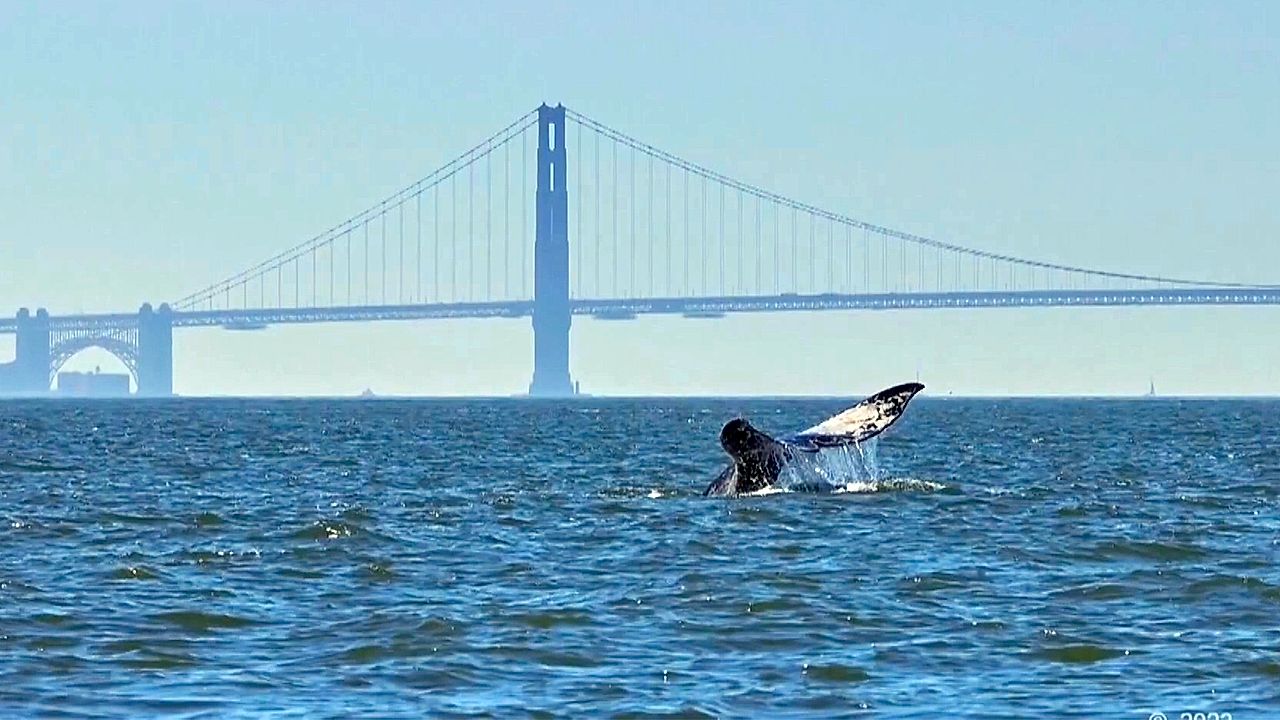 WhaleSpotter AI system monitors San Francisco Bay to protect gray ...