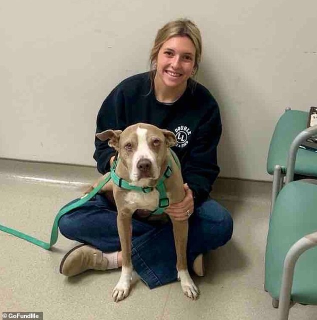 Dog named Sadie left badly injured after Amazon delivery driver ignored ...