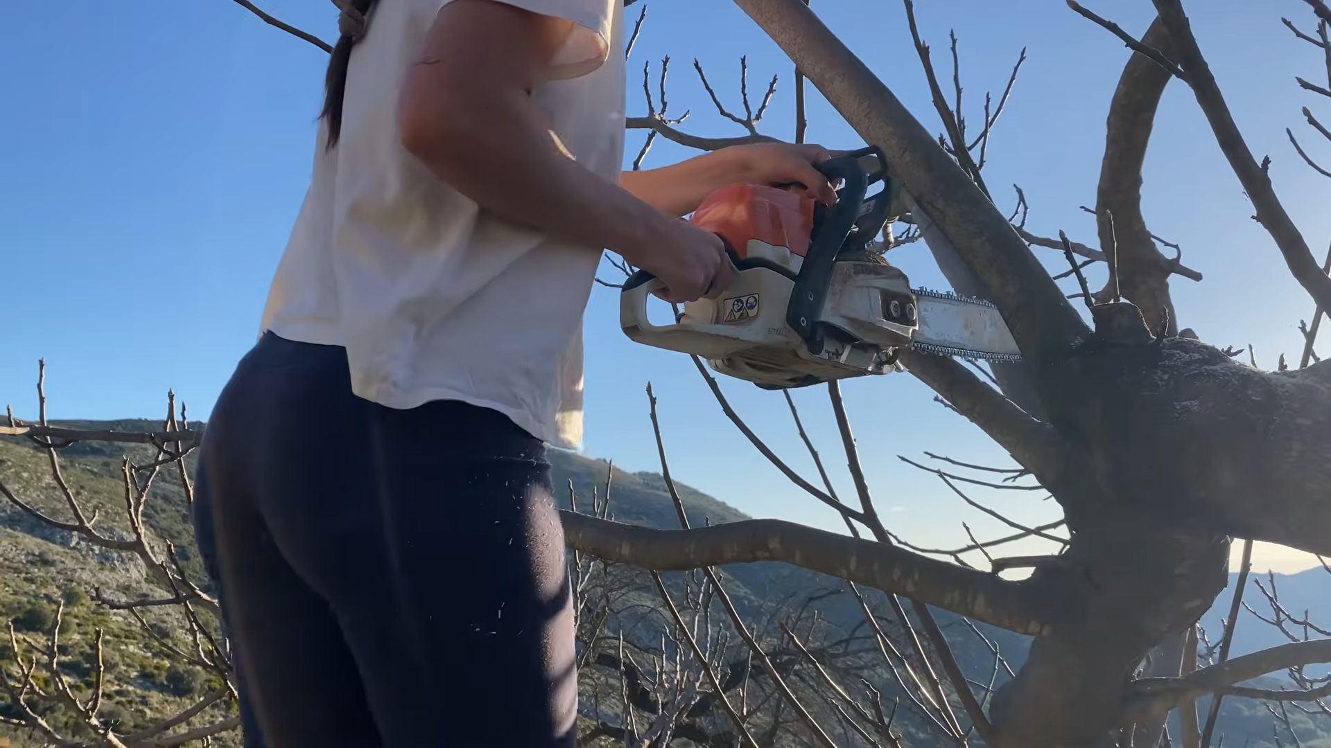 Shaping and maintaining trees in the yard