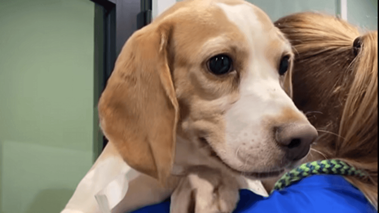 Charleston County to cover adoption fees for Pet Helpers adoptions ...
