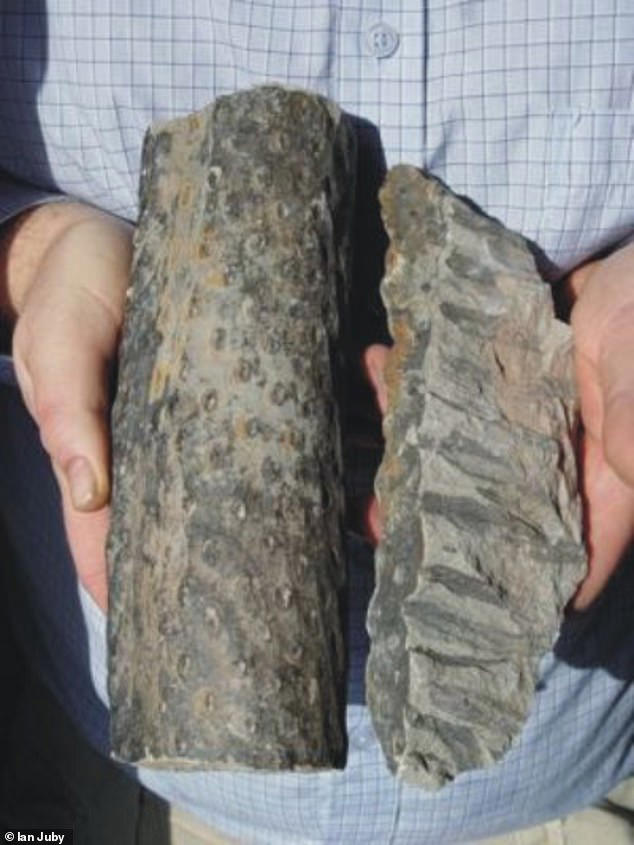 Mysterious fossils found across the US could prove famous Bible story true