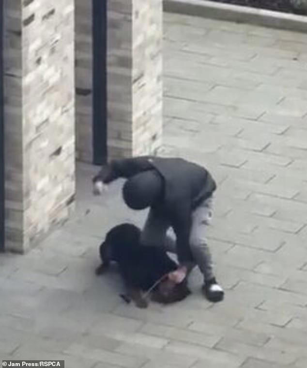 Dog owner caught on camera punching and dragging his rottweiler hit ...