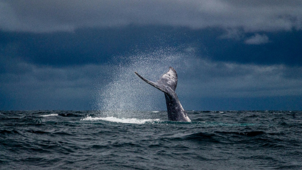 Humpback whales just shattered the migration record — one pod crossed ...