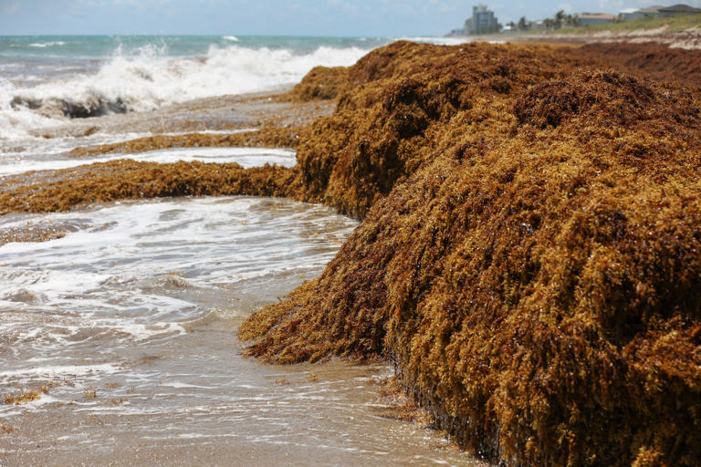 Is it legal to clean up sargassum in Florida?
