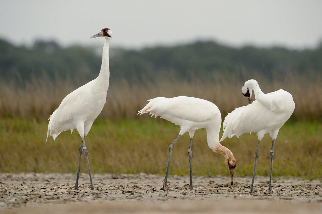 6 rarest animals found in the United States