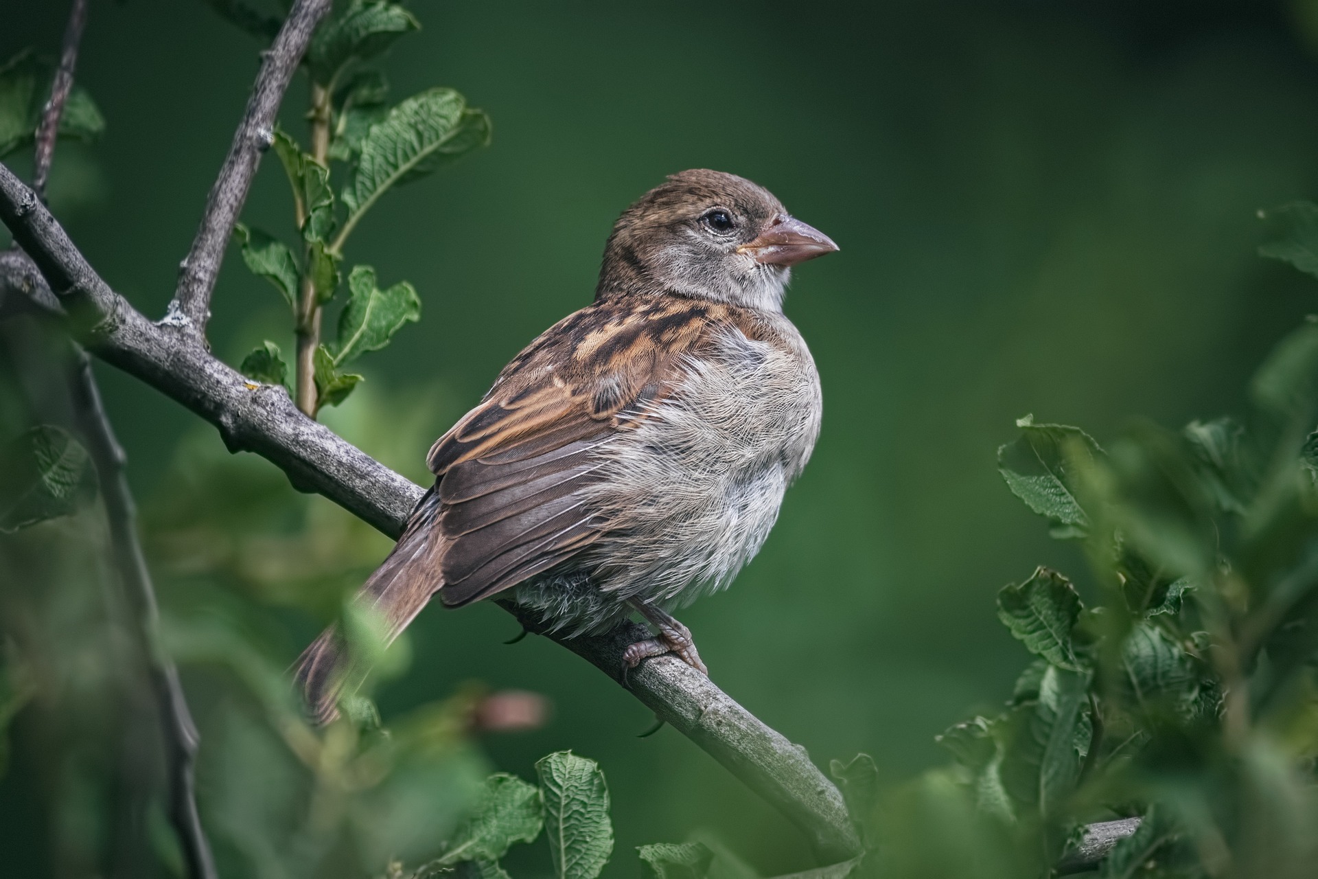 How China’s attempt to eliminate sparrows spiraled into catastrophe
