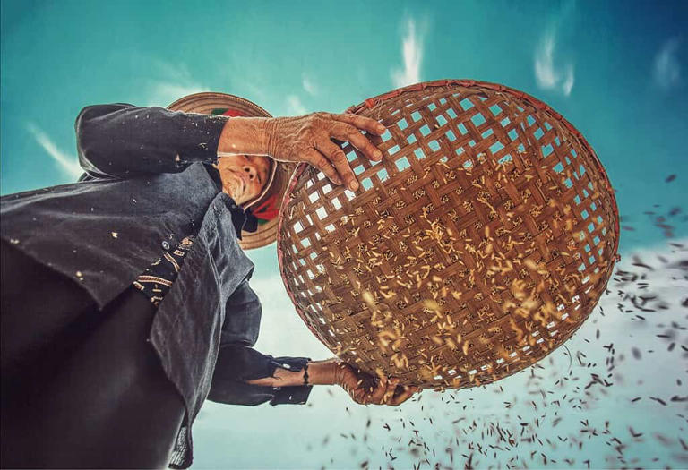 Rice has fed civilizations for 9,000 years. Climate change is pushing ...