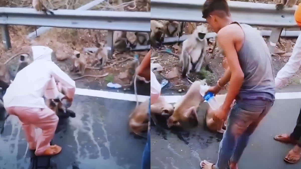 Thirsty monkeys stop bus in Maharashtra, passengers give them water