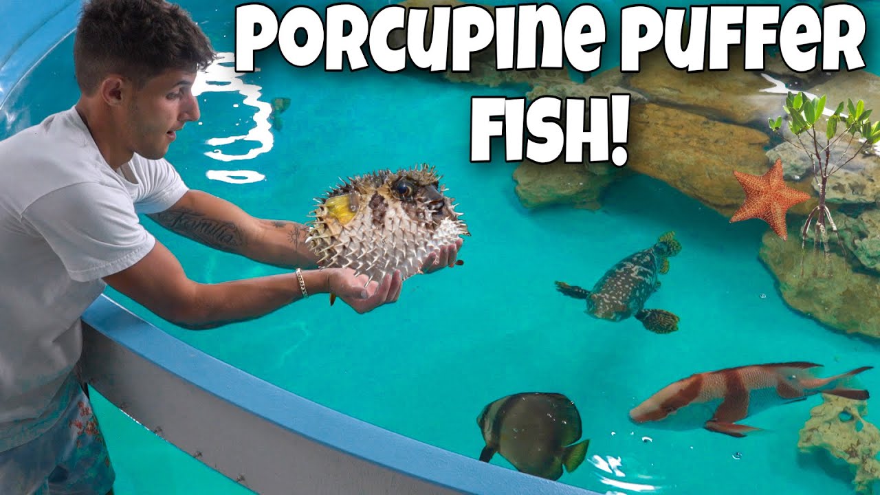 I caught exotic puffer fish for my pond!🐟