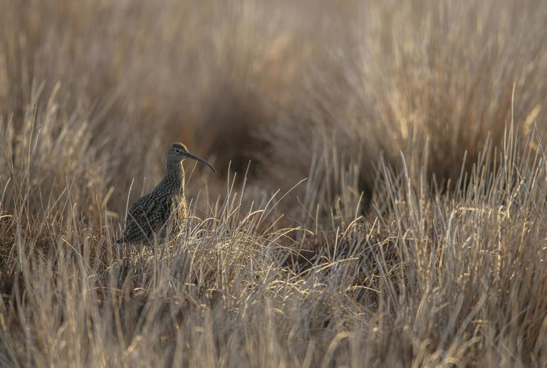 RSPB NI announces new Fermanagh nature reserve to boost curlew and ...