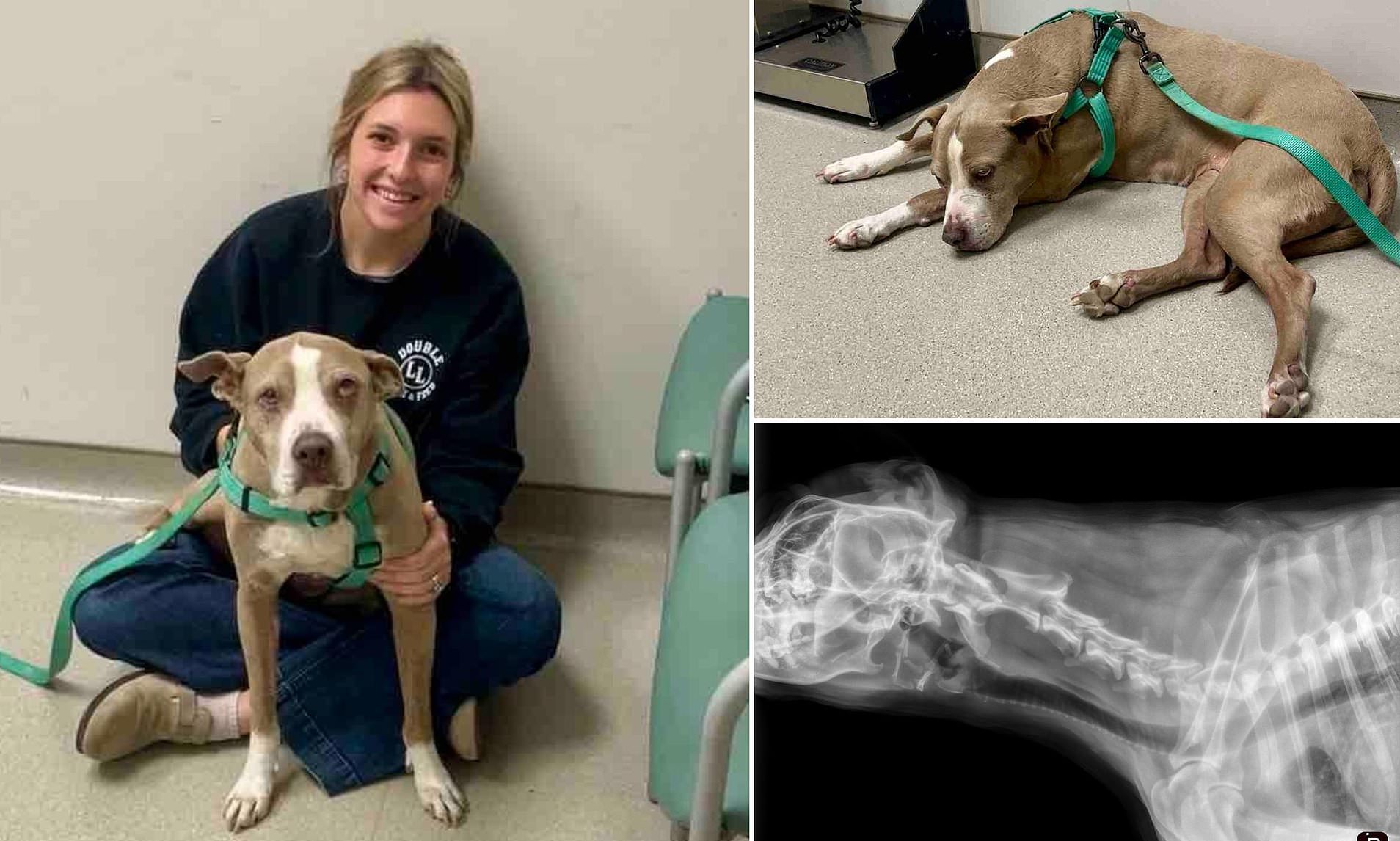 Dog named Sadie left badly injured after Amazon delivery driver ignored ...