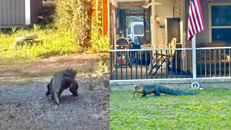 Alligator wandering near homes captured by wildlife officials