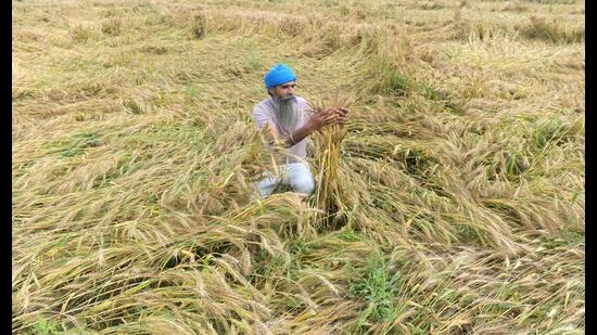 Bitter harvest: Yields and the illusion of farm productivity