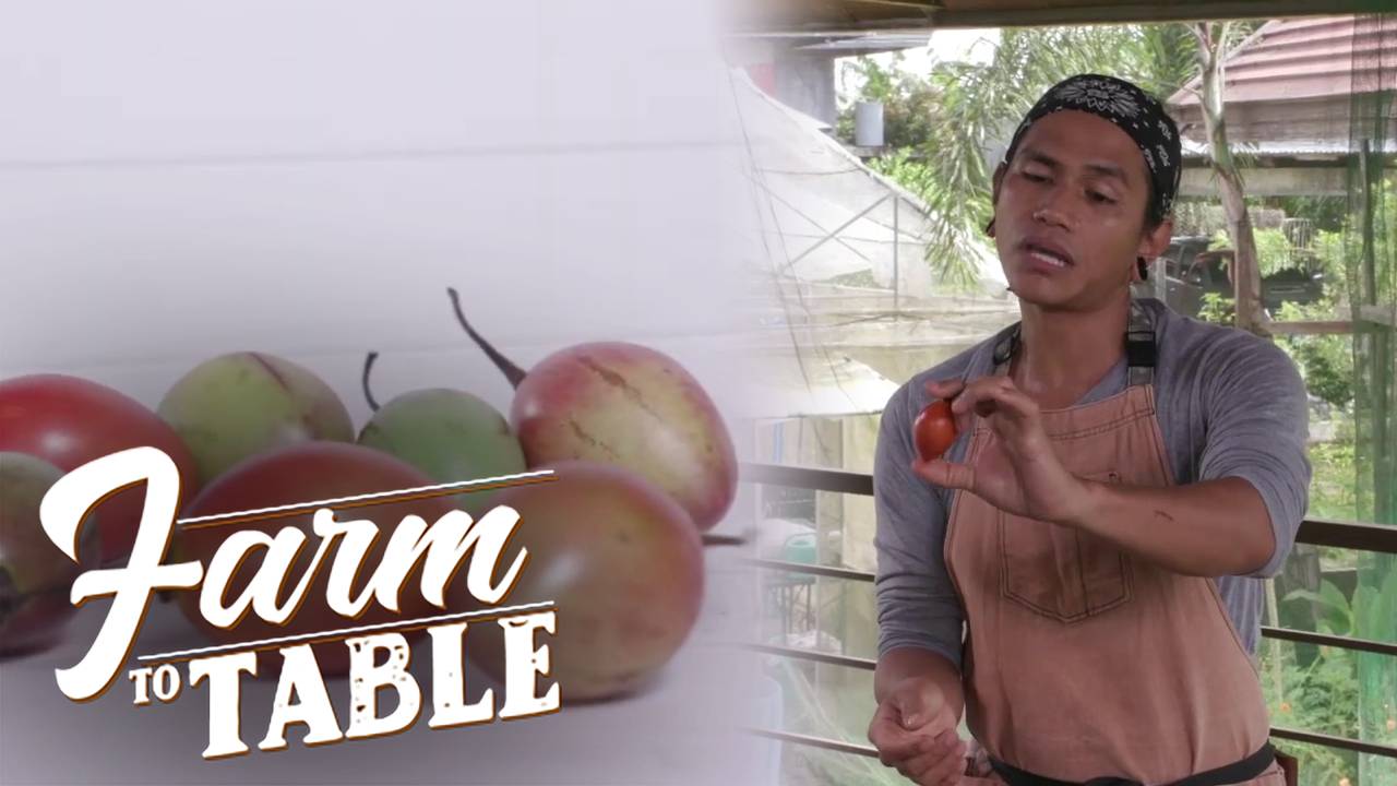 Have you ever tried adding tamarillo to sinigang? | Farm to Table