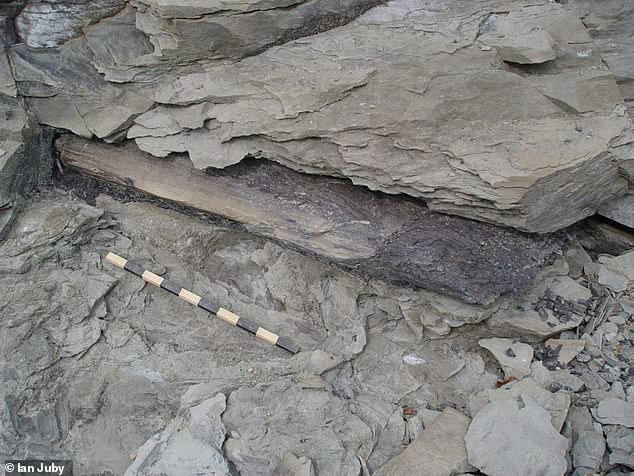 Mysterious fossils found across the US could prove famous Bible story true