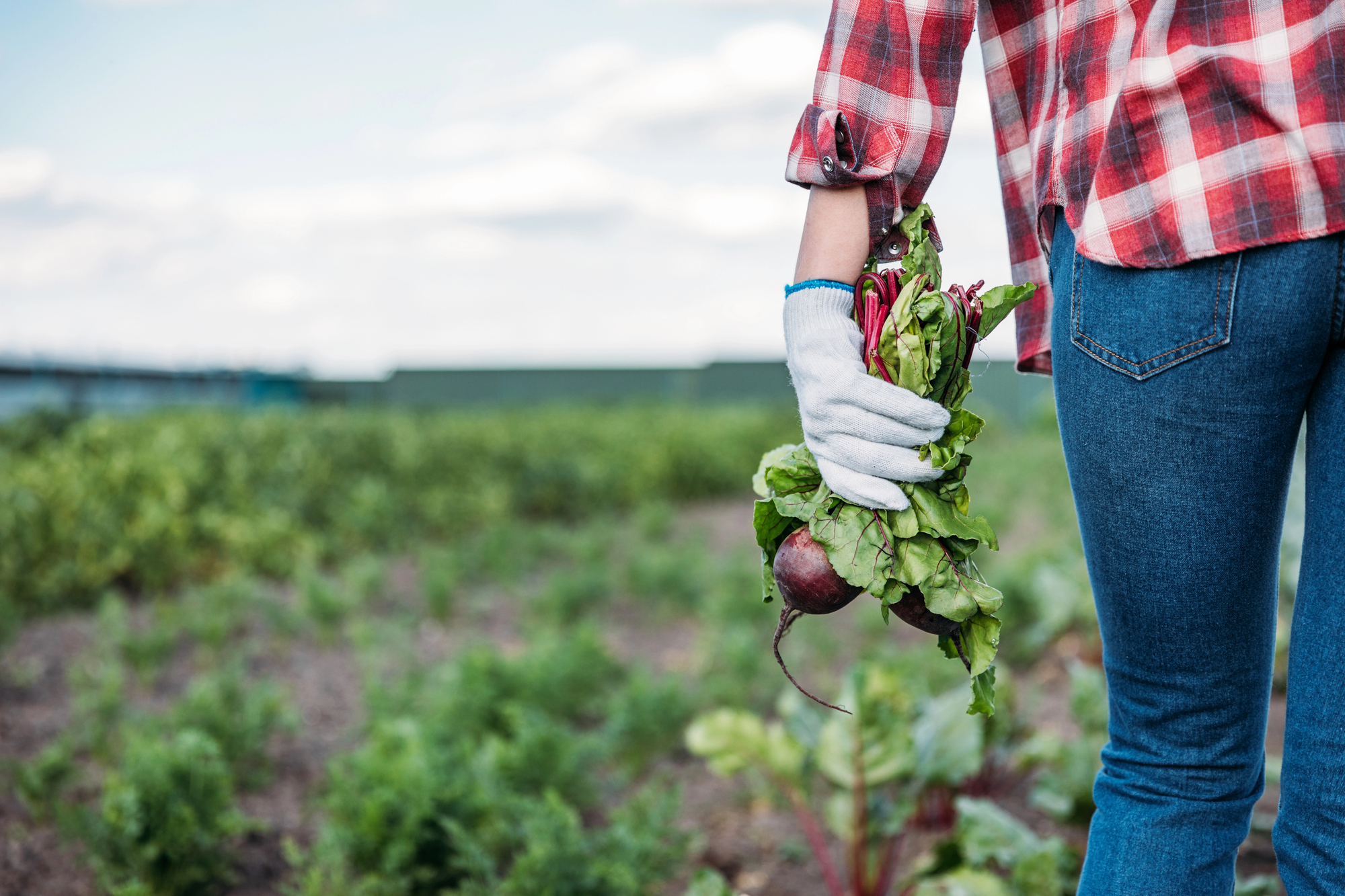 Bizarre farming techniques used in early history