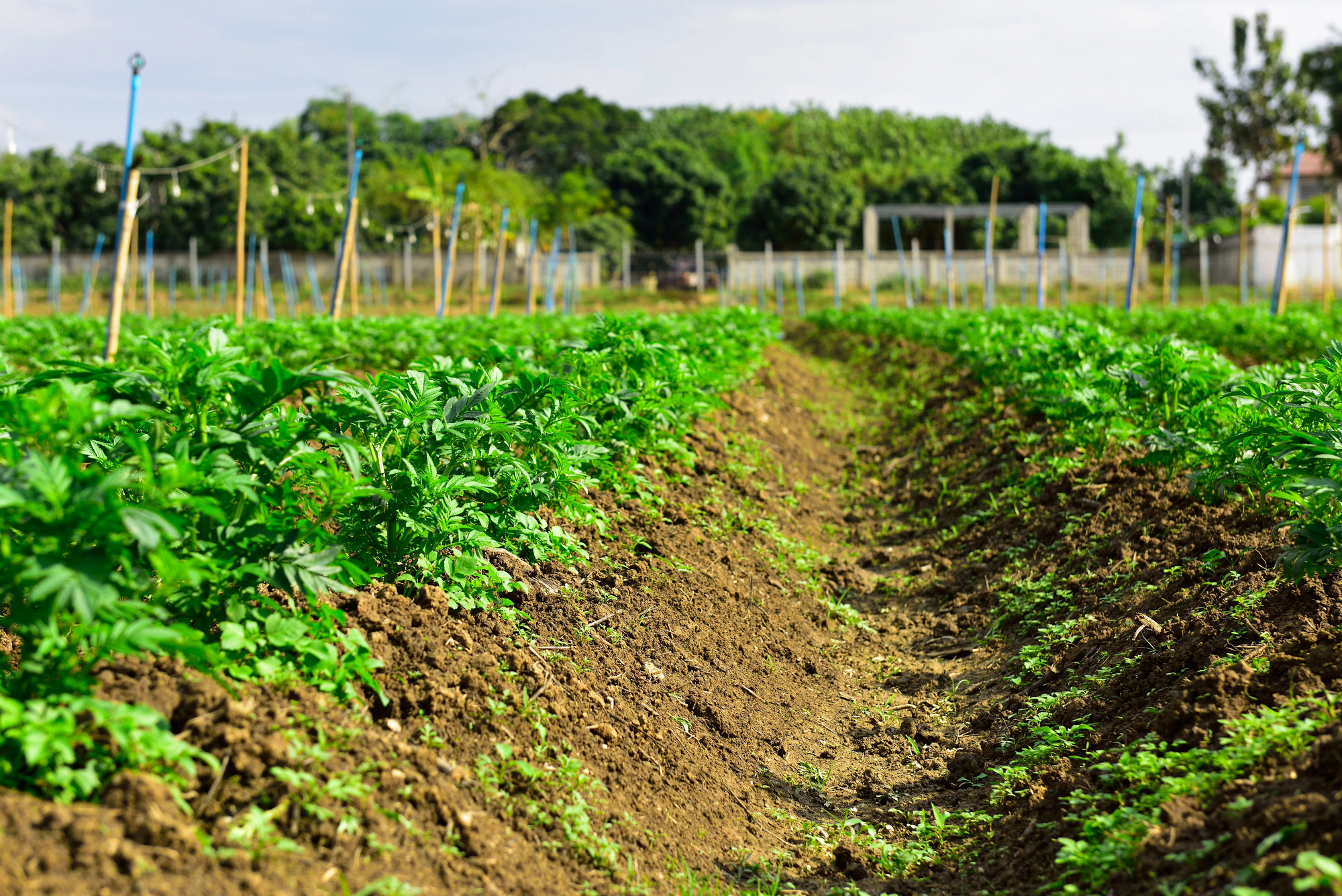 Bizarre farming techniques used in early history