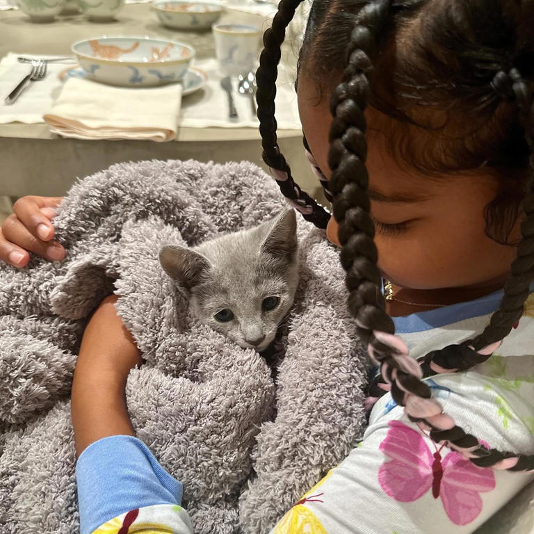 Khloé Kardashian confesses her cats underwent widely banned surgery: 'I ...
