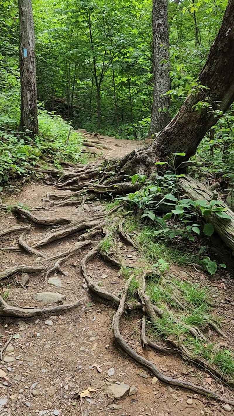 This Virginia mountain cascade is worth the short but steep hike down