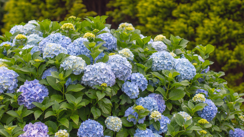 Forget hydrangeas: Gardeners are loving this low-maintenance ...