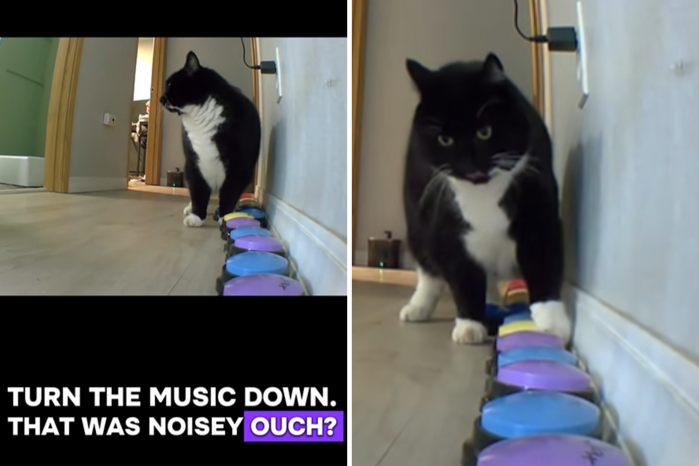 Owner plays music at home—then their opinionated cat responds