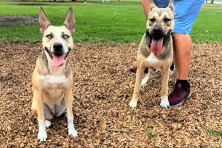 Watch moment rescue dog reunites with biological brother after adoption