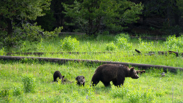Not Yellowstone, not Shenandoah: This national park has the most black ...