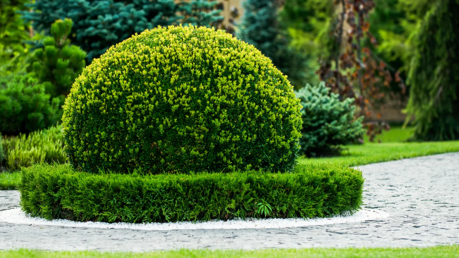 Garden border plants that give structure and color through every season