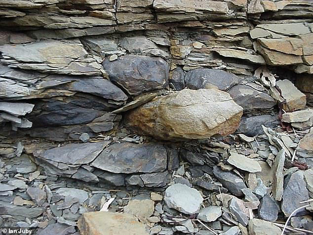 Mysterious fossils found across the US could prove famous Bible story true