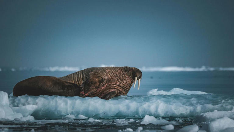 Magnus the walrus swam 400 miles and left an entire coastline wondering ...