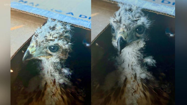 2 red-tailed hawk nestlings rescued after 63-foot fall in Santa Clarita