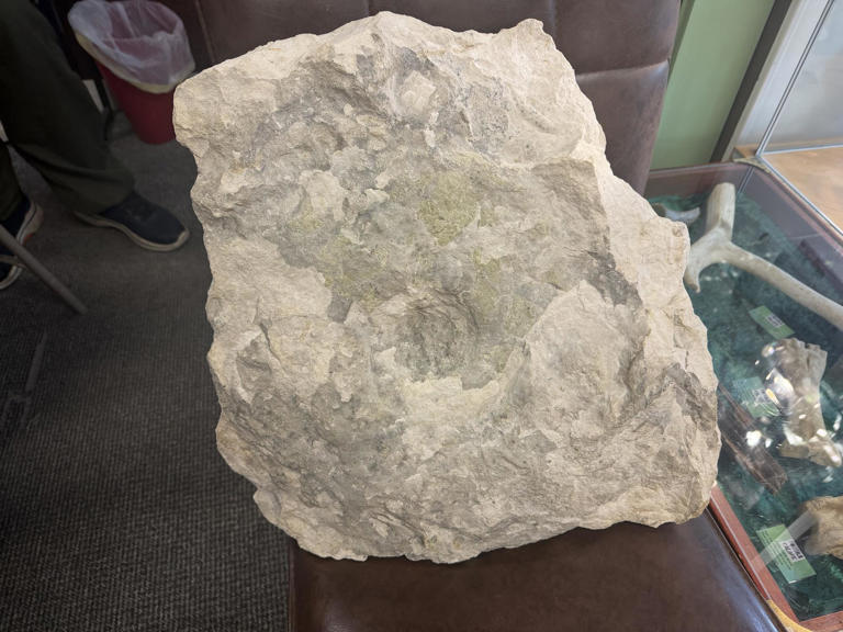 We meet the Peterborough paleontologist who found a rare 99-million ...