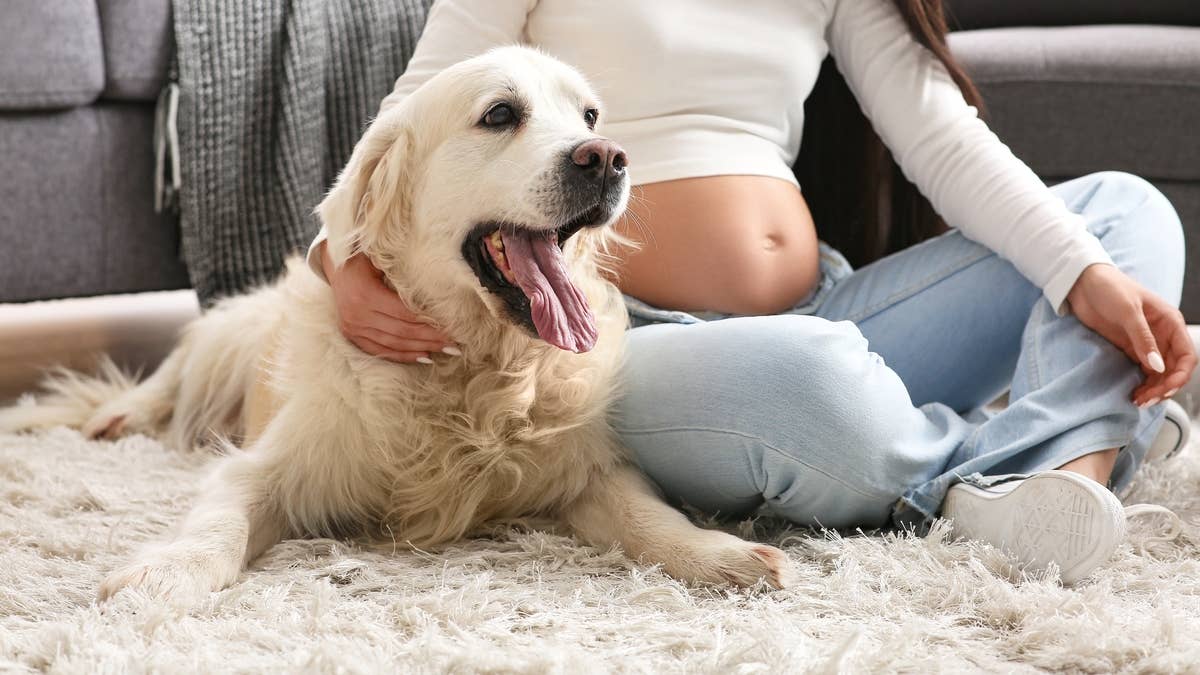 Golden retriever’s gentle concern for pregnant mom has everyone tearing up
