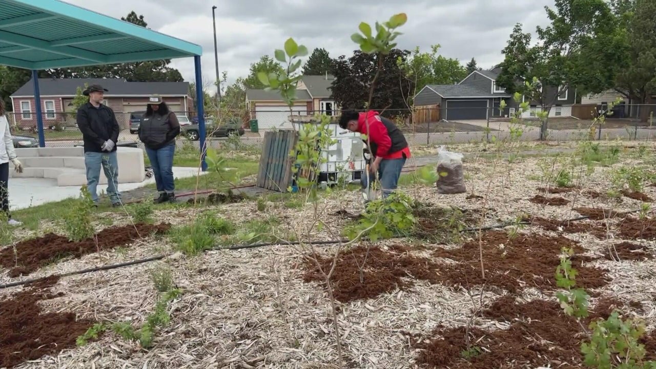 The Green Woods is Colorado's first pocket forest