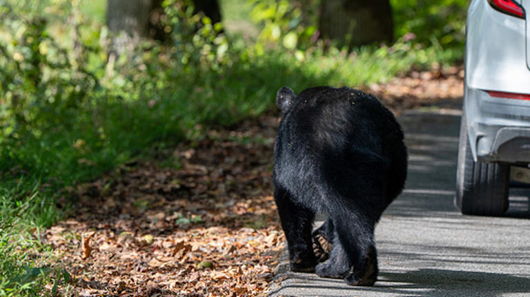 Not Yellowstone, not Shenandoah: This national park has the most black ...