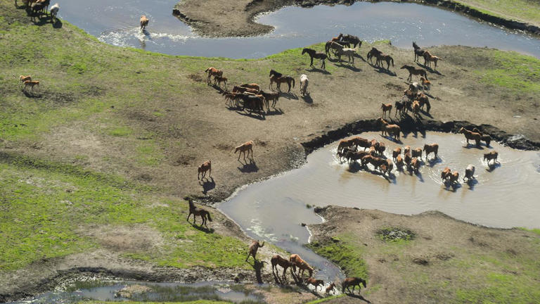 New round of culling after brumby population explodes
