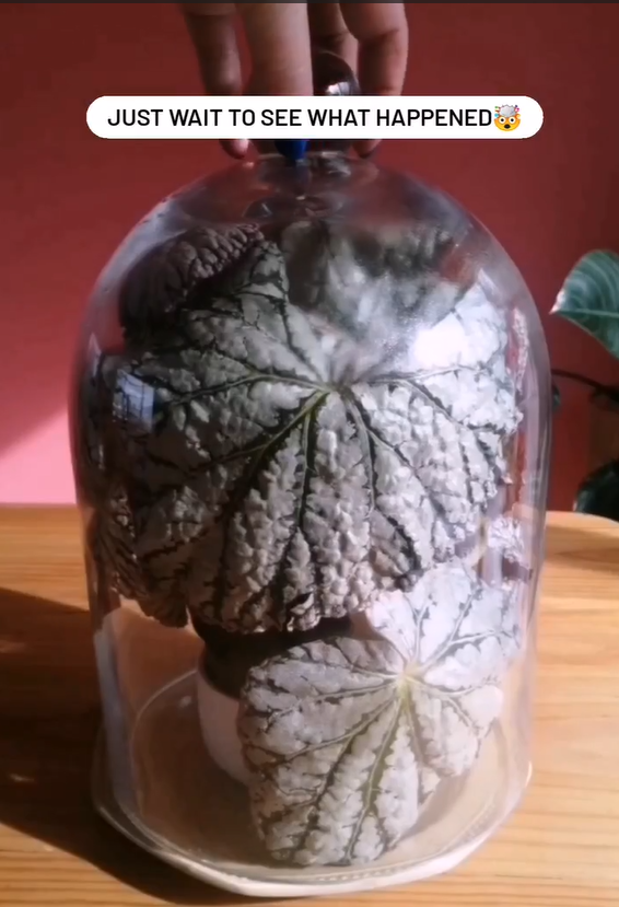 Nature is magic: Beautiful plants and natural growth moments