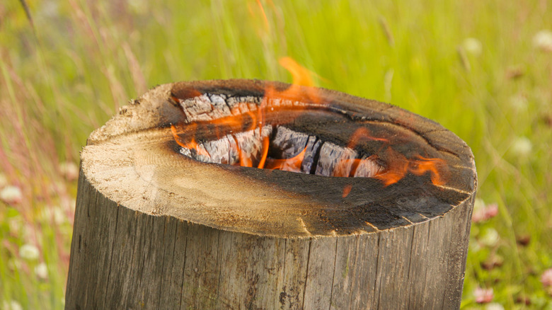 Mistakes everyone makes when removing a tree stump from their yard