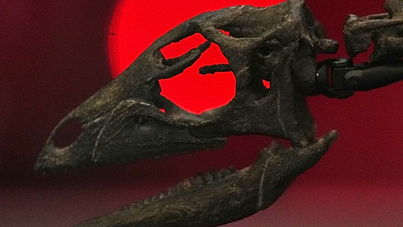 London museum unveils Jurassic ocean giants