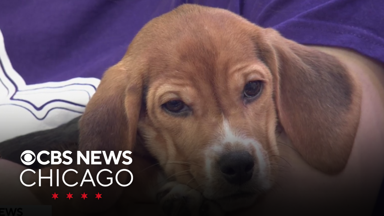 Border Tails looking for forever homes for beagles rescued from ...