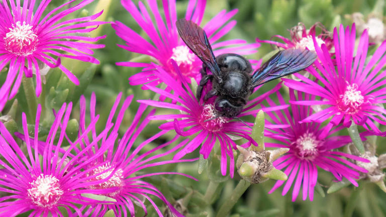 The bugs you casually kill may actually feel long-term pain