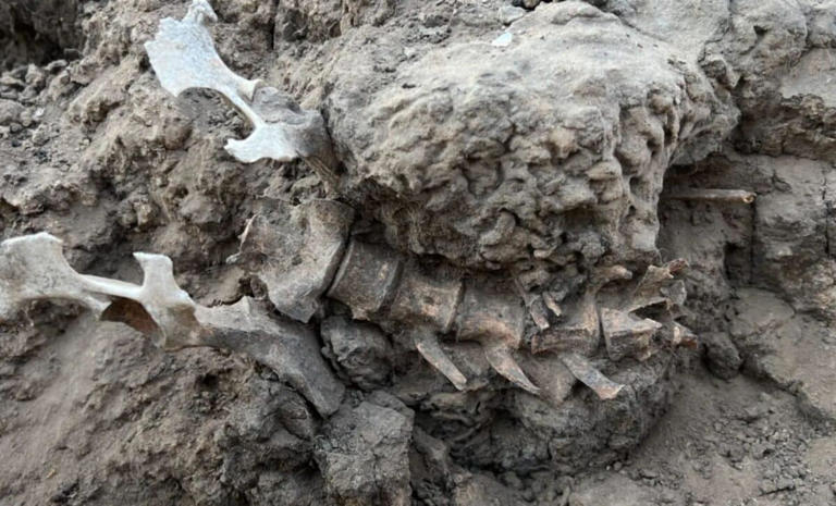 Archaeologists found a 1,000-year-old skeleton in an eroded Australian ...