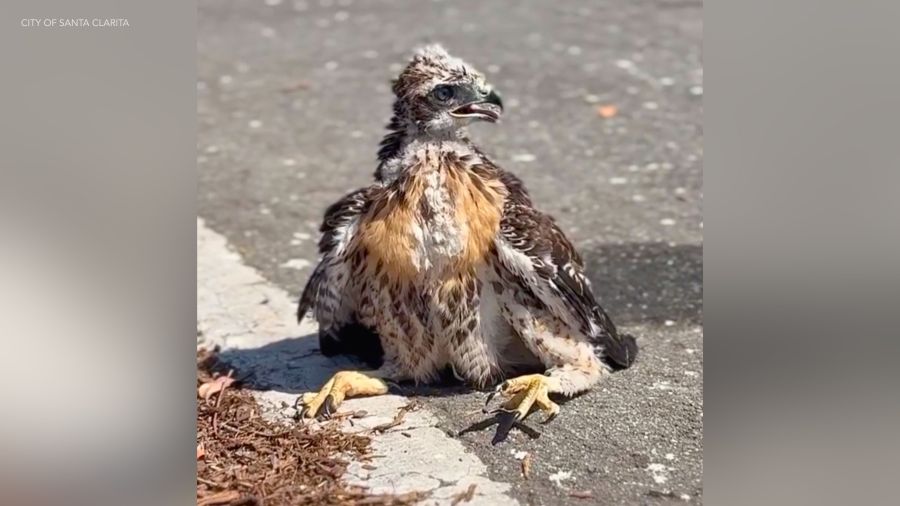 2 red-tailed hawk nestlings rescued after 63-foot fall in Santa Clarita