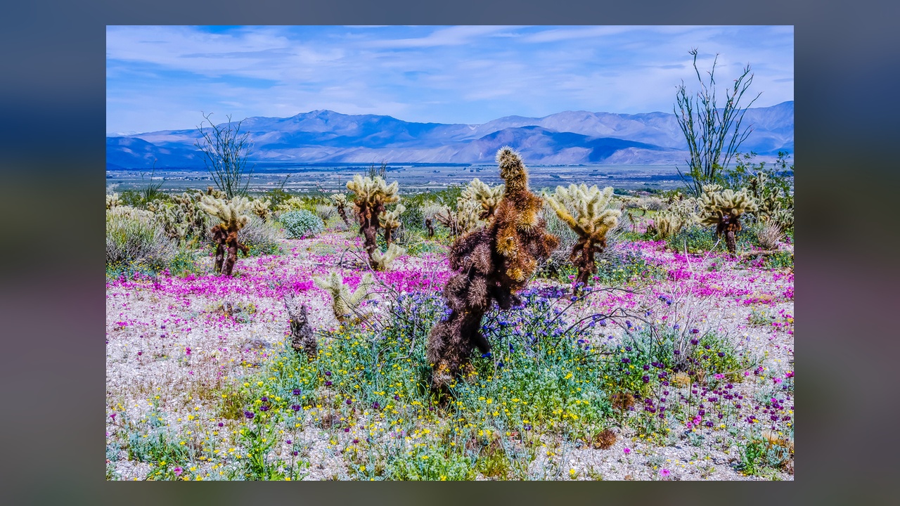 Two hours from San Diego, this California desert hides jade oases and ...