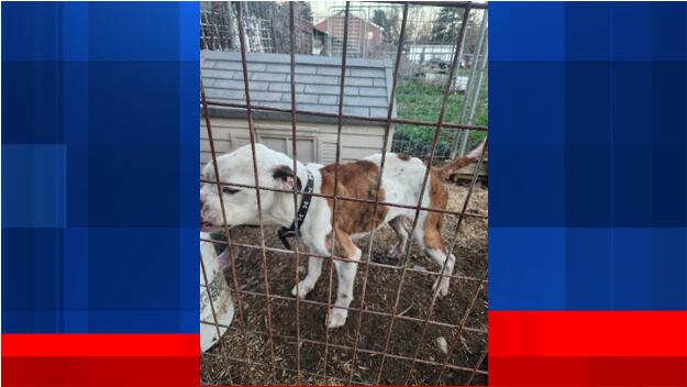 Kentucky dog transport & rescue owner convicted of animal cruelty